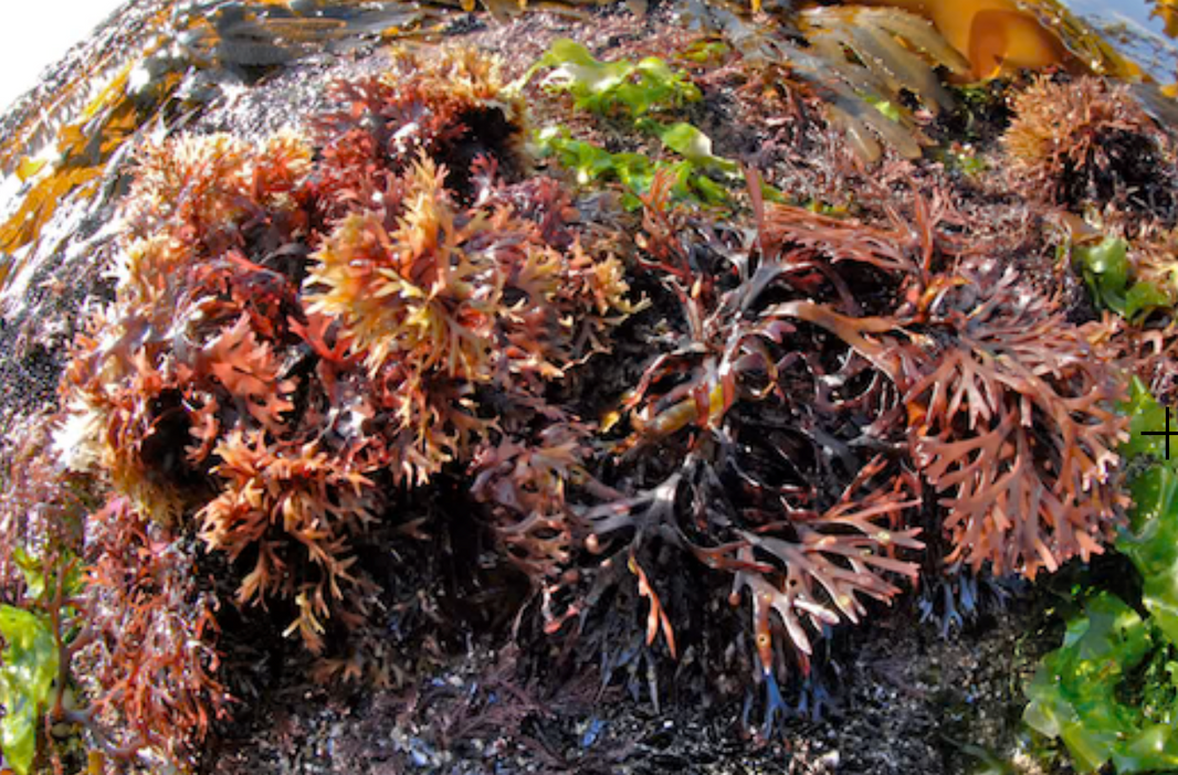 Collections – DoctorTruth